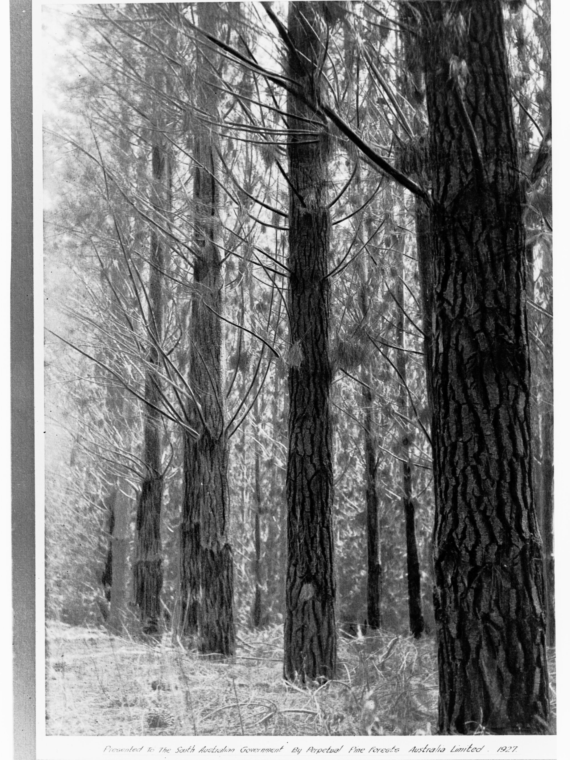 Penola Pine Plantation | History Trust