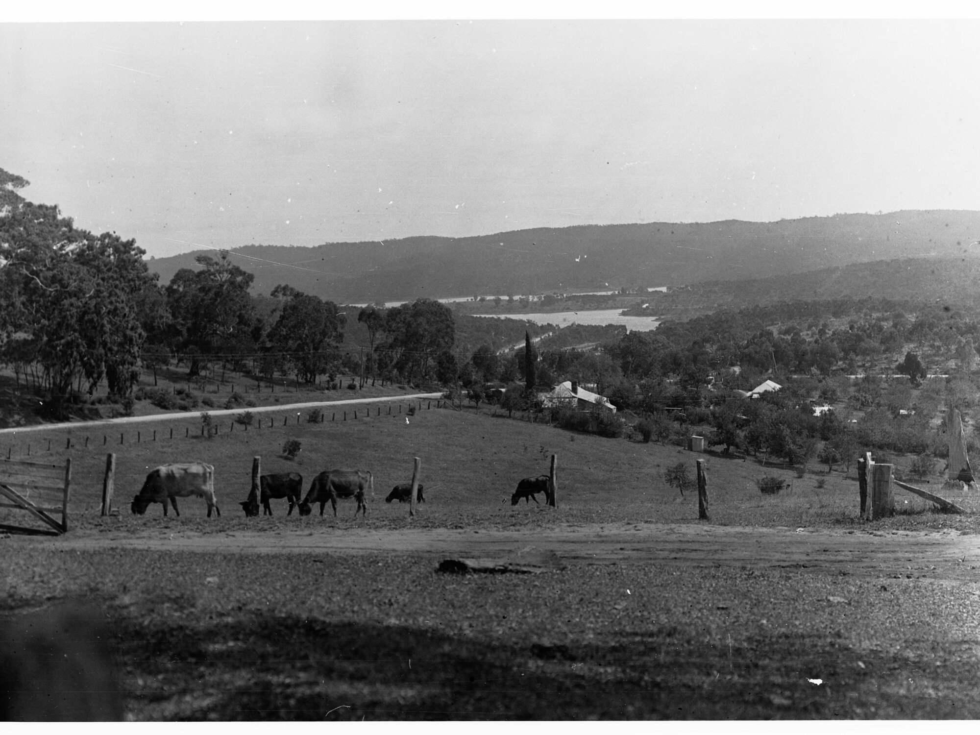 Cows in Paddock Showing Adjoining Farms and Farmhouses | History Trust