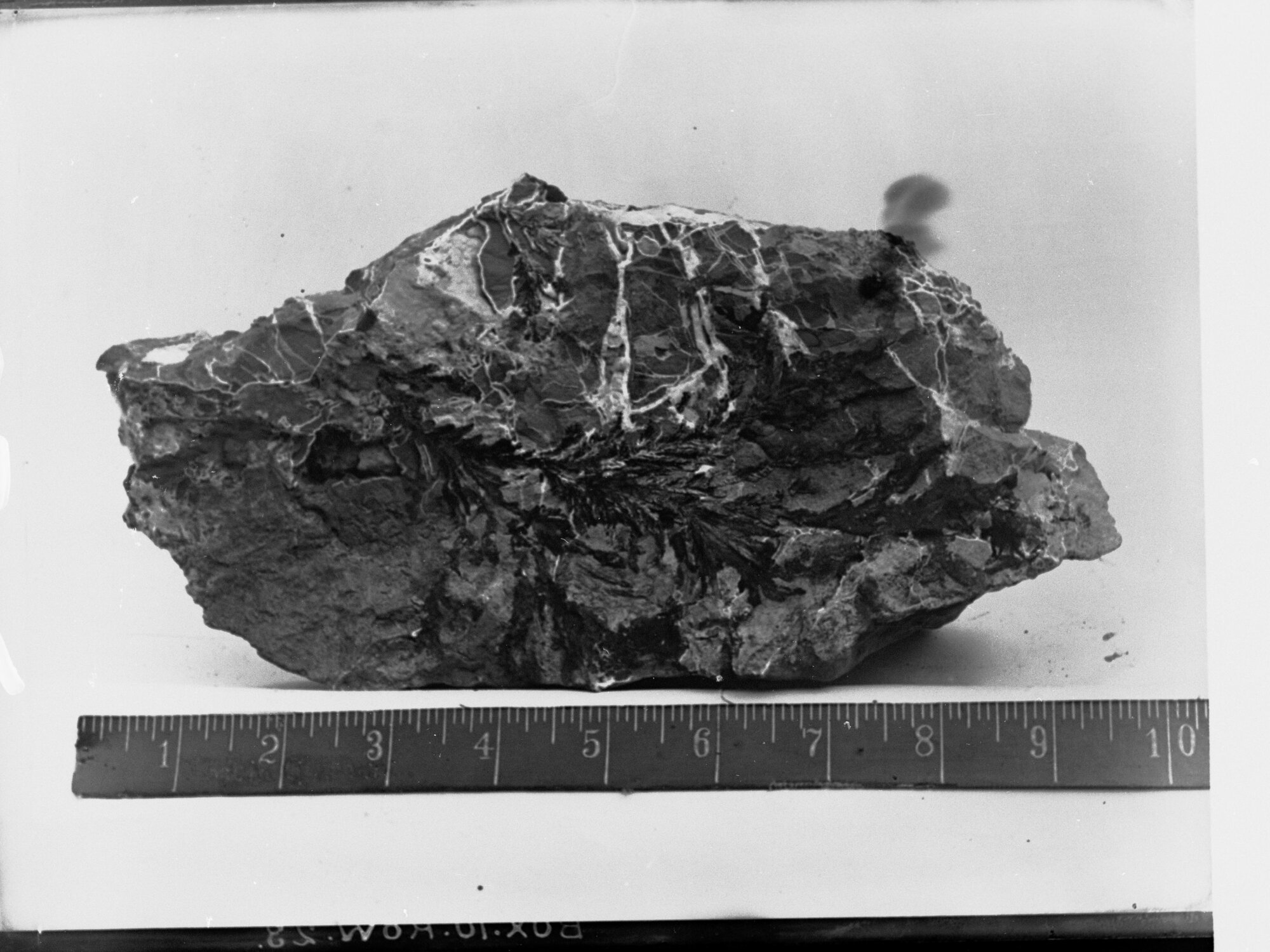 Sample of Ore - Mines Dept Government Geologist | History Trust