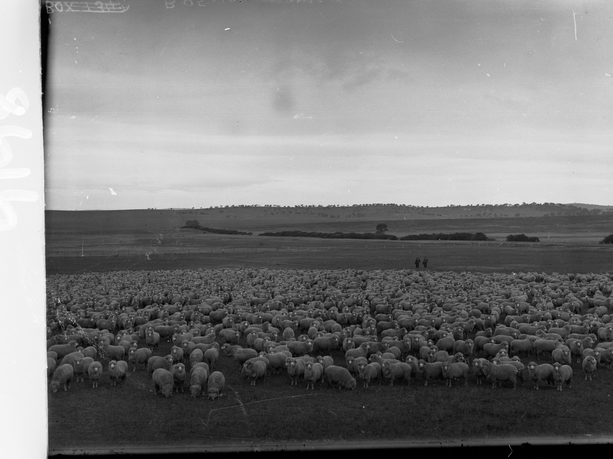 Sheep Station at Bungaree | History Trust