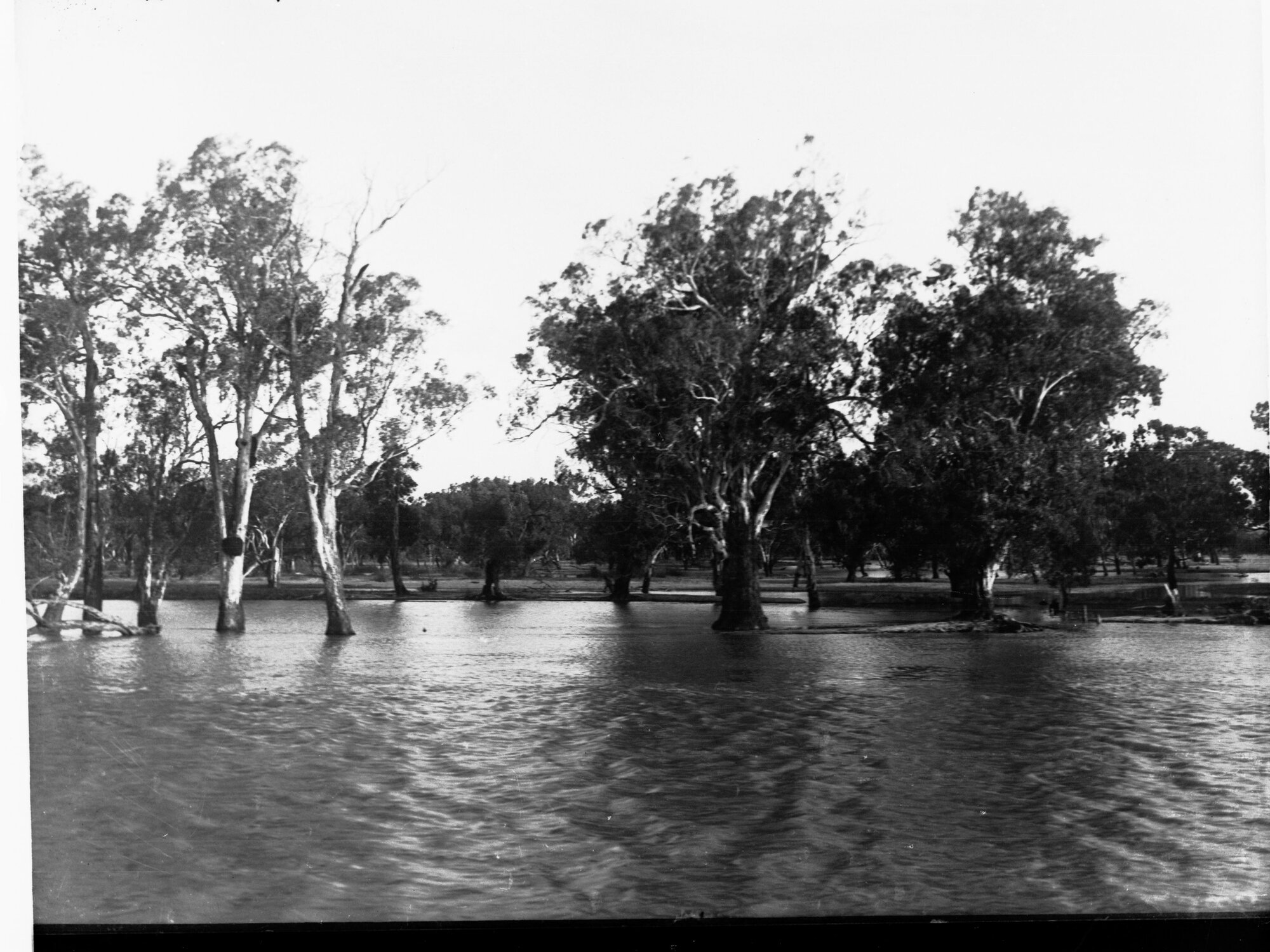 Murray River Swamp Land | History Trust