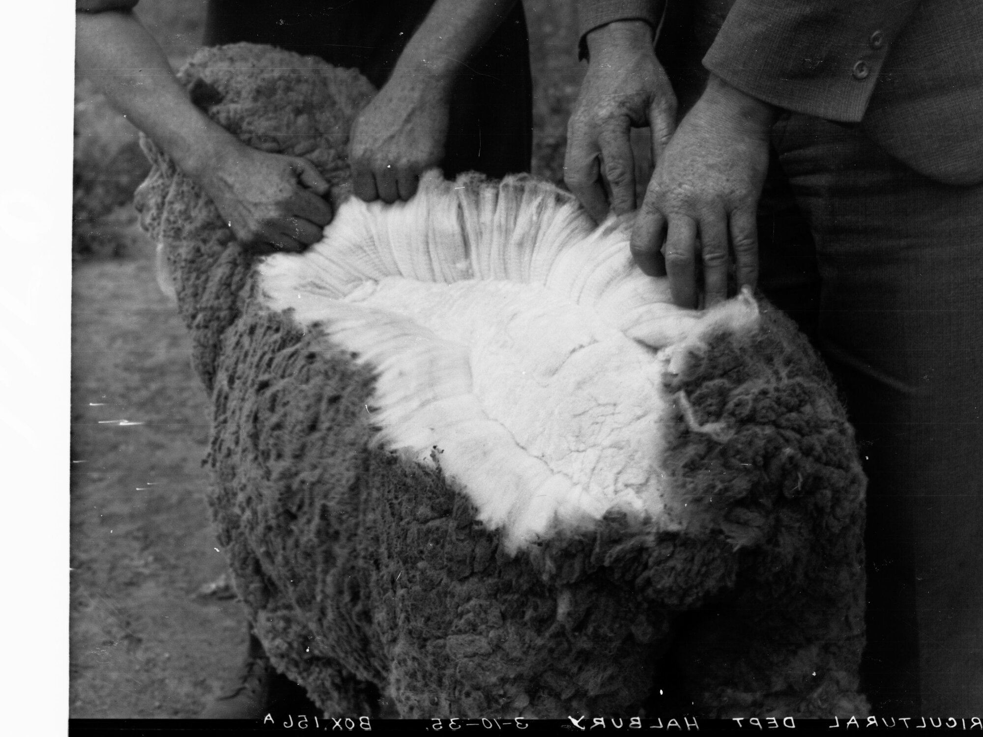 Sheeps wool being checked at Halbury | History Trust